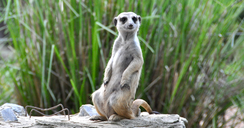 Dusit Zoo (Bangkok, Thailand)