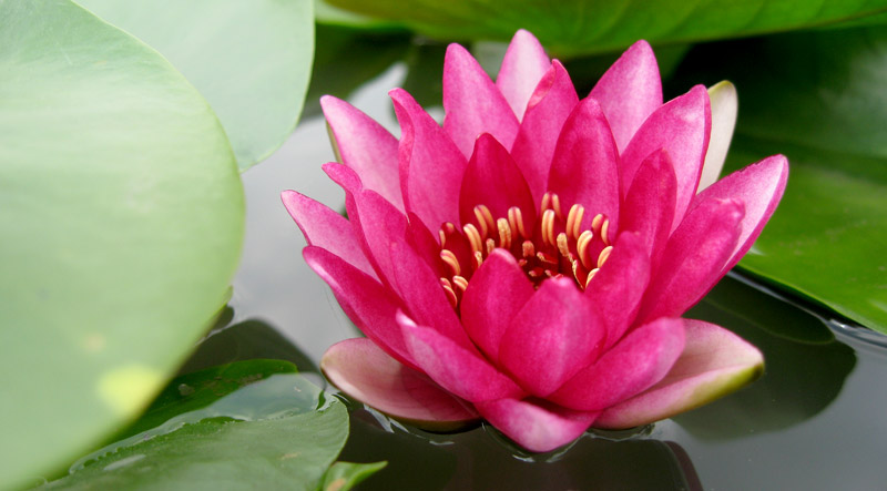 Ubon Ratchathani (NE Thailand)